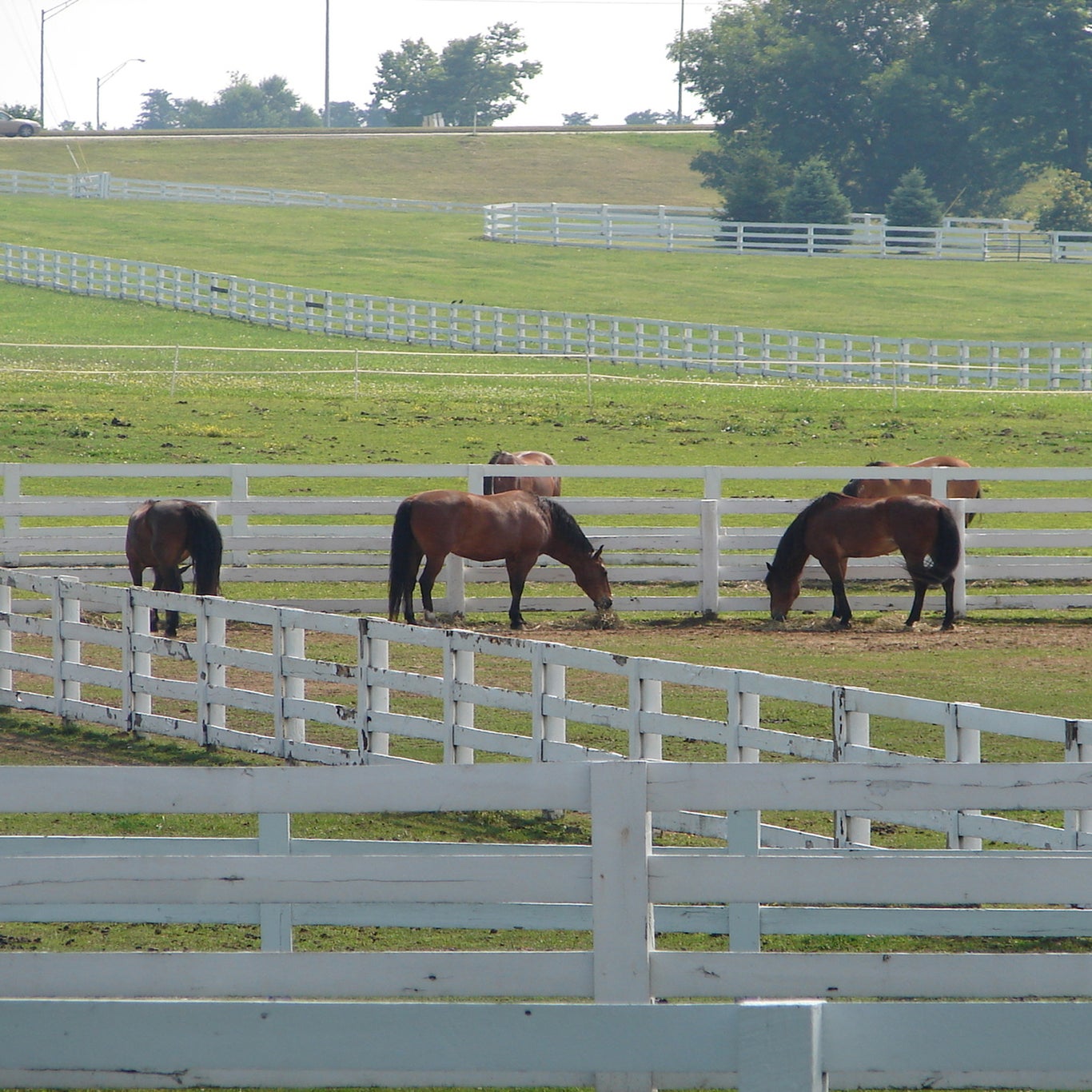 Membership | Alberta Equestrian Federation