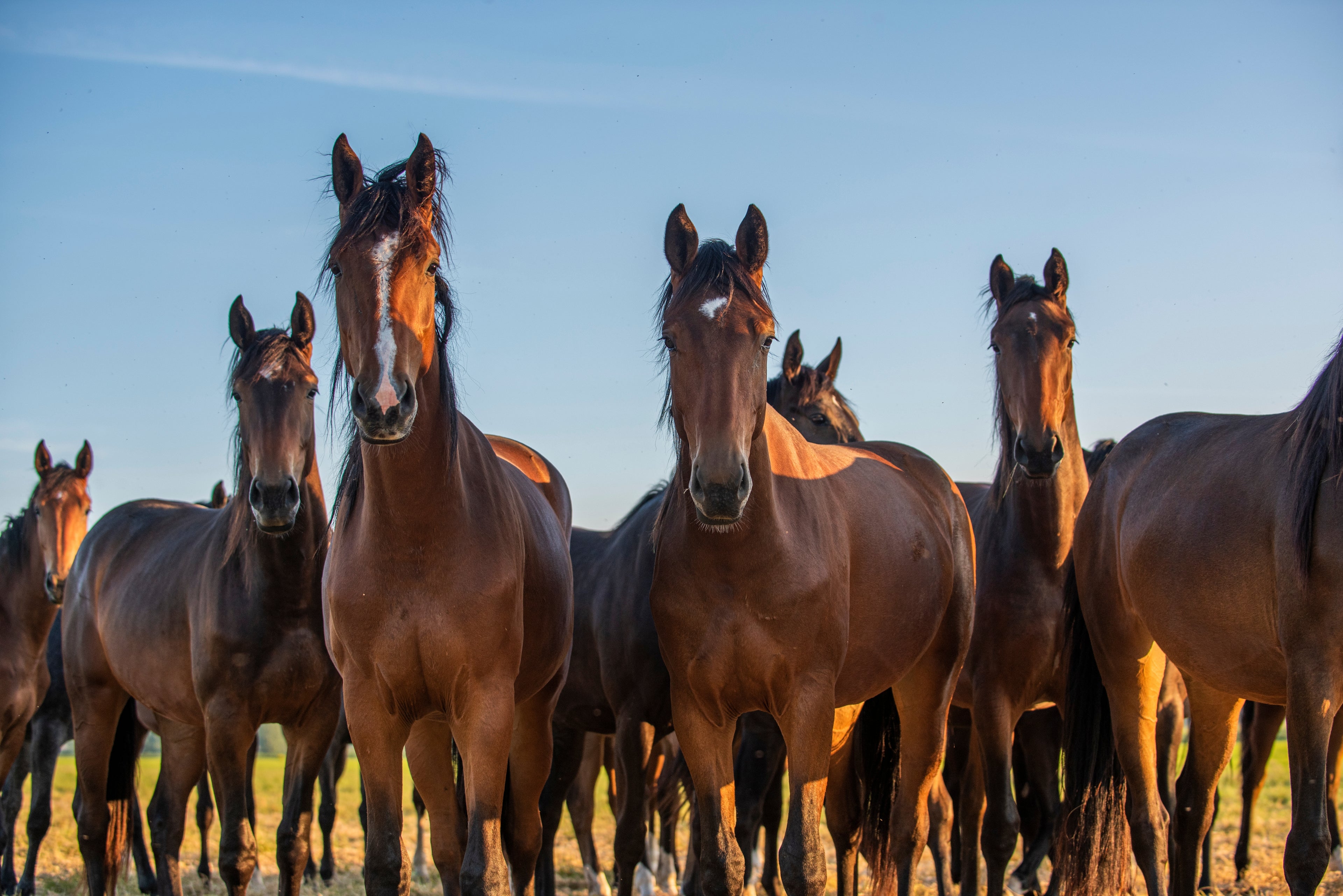 Membership | Alberta Equestrian Federation